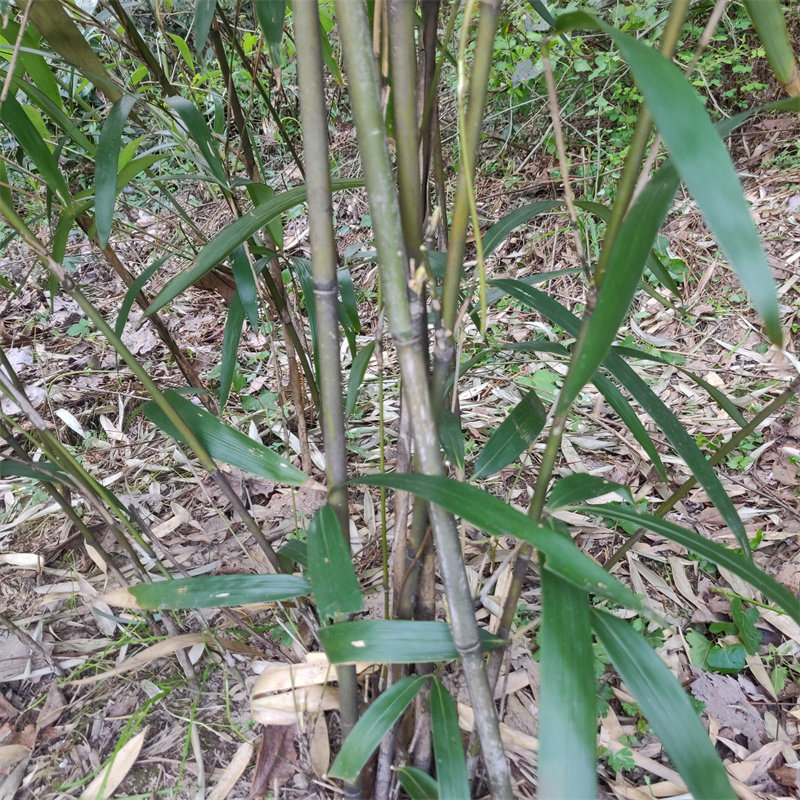 茶杆竹 厘竹 观赏竹 庭院观赏常绿绿化植物 厘竹竹苗 小竹苗