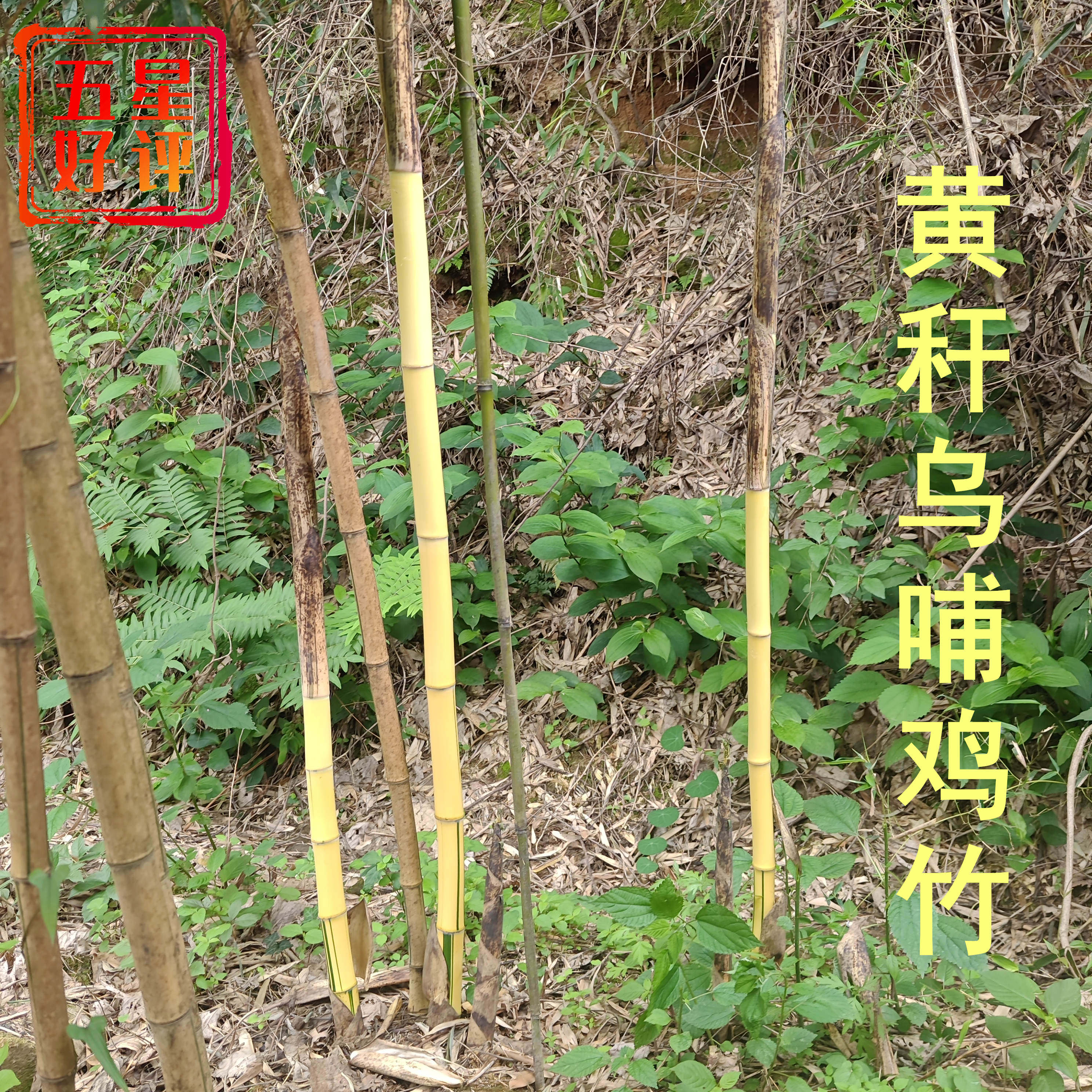 黄秆乌哺鸡竹苗 黄杆乌哺鸡竹 中型观赏竹常绿朱武 庭院河道种植