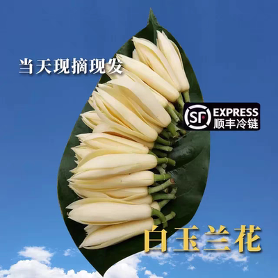 玉兰花鲜花白兰花兰花白玉兰黄角兰花朵鲜花闻香泡酒现摘茉莉花苗