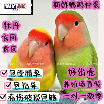 牡丹鹦鹉受精蛋蛋受精可孵化鸟蛋种蛋宠物蛋可人工孵化玄风虎皮