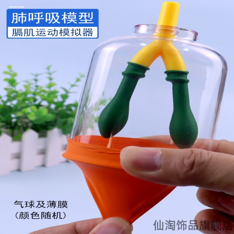 制作肺呼吸模型 用粘土做肺的模型 第15页 大山谷图库