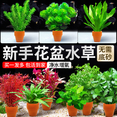 新手小花盆水草鱼缸专用造景植物
