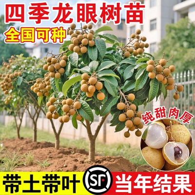 龙眼树大苗嫁接当年结果石硖