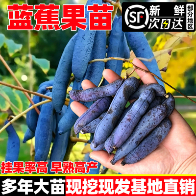 蓝蕉果树苗野生水果四季猫儿屎八