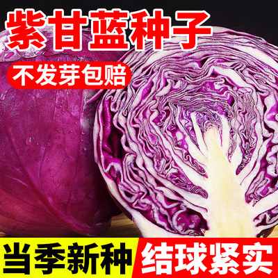 紫甘蓝种子籽孑苗秧包莱菜