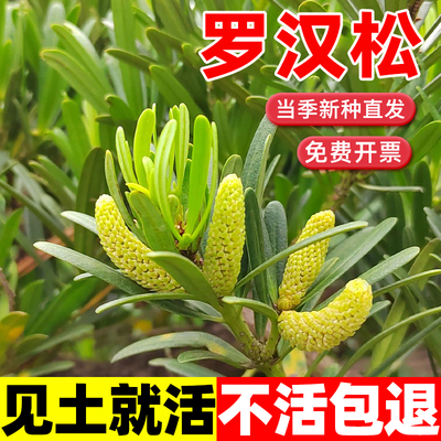 罗汉松种子荒山松盆景常绿绿植