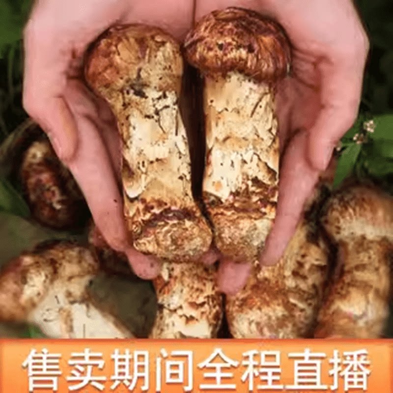 香格里拉新鲜松茸9-12cm 500g