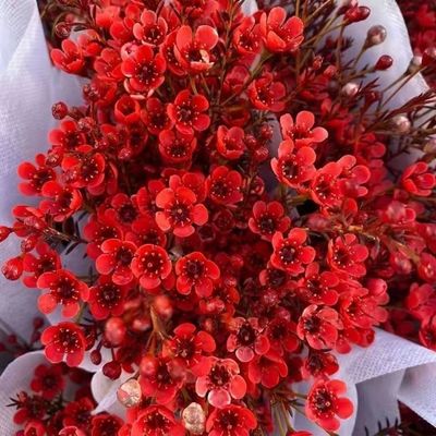 澳洲腊梅插花年宵花鲜花买一送一