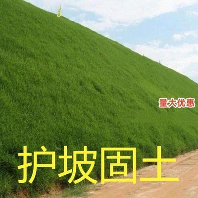 草坪种子简单耐寒耐旱护坡固土