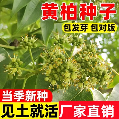 黄柏种子药材菠萝籽园林植物