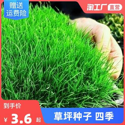 草坪草籽四季常青狗牙根护坡固土高羊茅绿化草皮黑麦草种子矮生