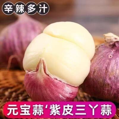 2026云南紫皮三丫蒜大蒜新鲜现挖干蒜红蒜瓣蒜大蒜头 紫皮三瓣蒜