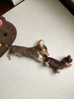 jellycat奥托腊肠犬狗狗毛绒玩偶