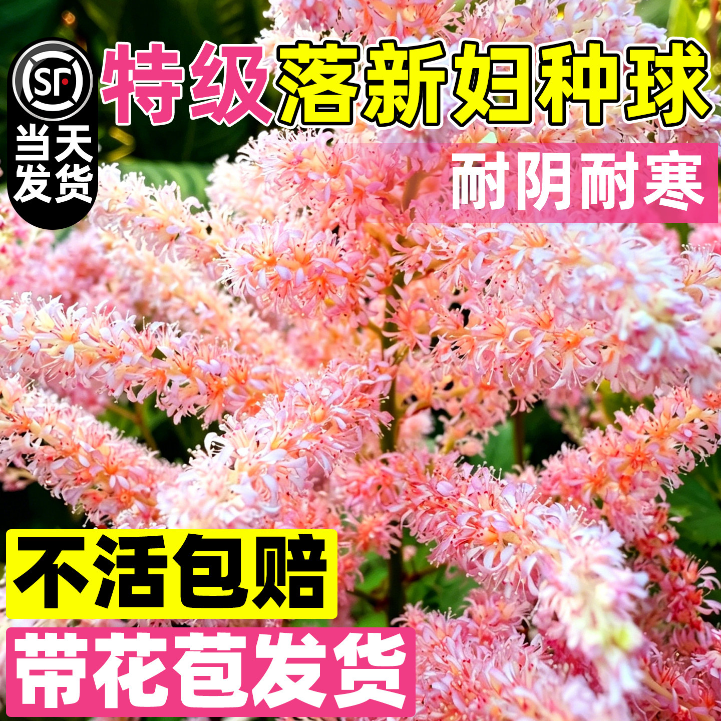 落新妇种球裸根苗银星四季种庭院阳台花园多年生宿根花落新妇种苗