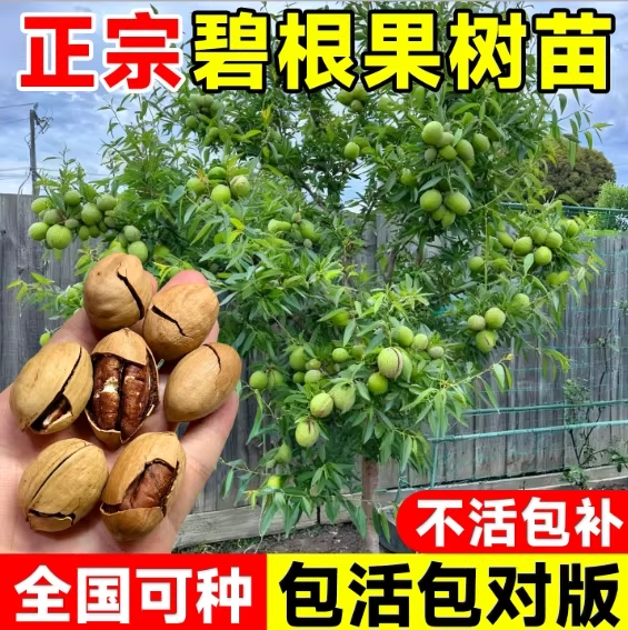 美国碧根果树苗核桃树苗嫁接苗核桃苗长寿果当年结果南方北方种植