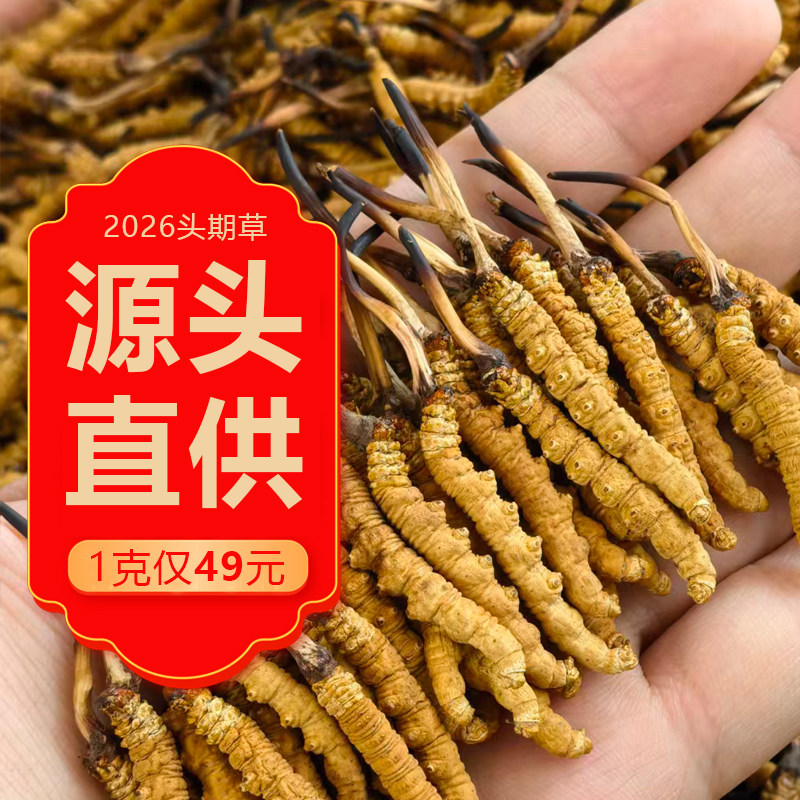 【4根1克】头期冬虫夏草源头直供滋补送礼自用精品虫草