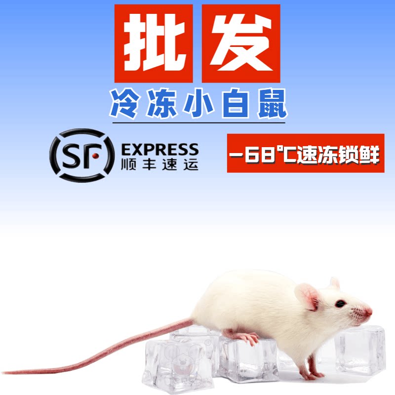 【顺丰】批发冷冻小白鼠亚成乳鼠红粉皮喂蛇角蛙粮灭菌论斤批发