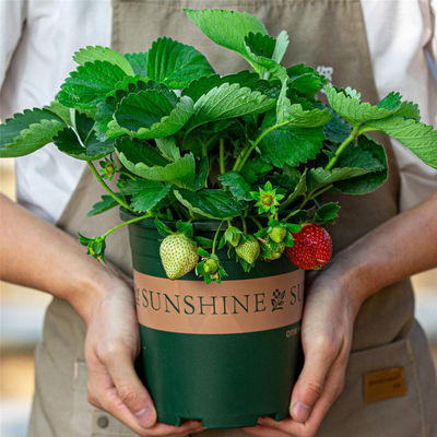 带盆栽好【2盆】带花带果包成活