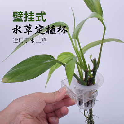 速发崎山桂种植杯水草杯定上草水培植物挂壁式水植篮鱼缸装饰造景