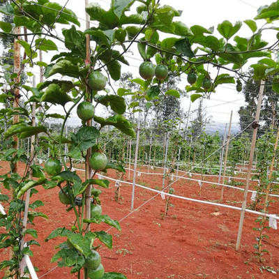 Passion fruit seedlings can be planted all year round.