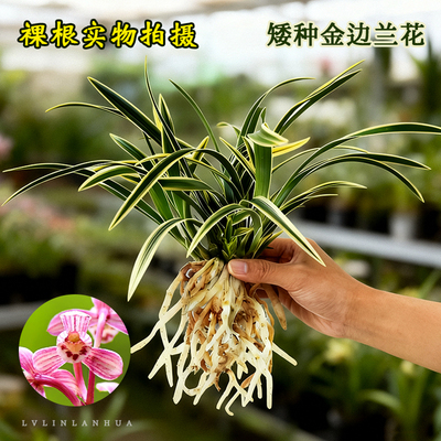 兰花苗矮种金边花卉养不死兰花