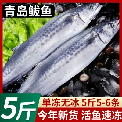 青岛新鲜冷冻大整条马鲛鱼批发