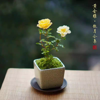 黄金雅蔷薇姬月季盆栽迷你创意花卉窗台阳台庭院微型绿植攀援花