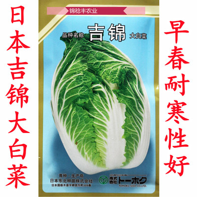 菊锦吉锦大白菜种子 结球好 春天耐寒春季秋季早熟高产蔬菜种籽孑