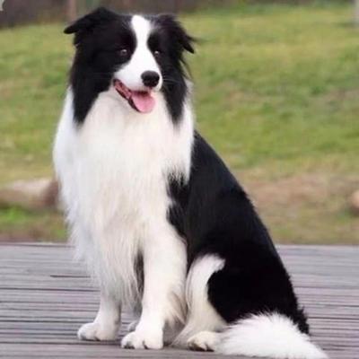 边牧幼犬三通聪明双色帅气边境牧羊犬活物温顺警犬小狗真狗狗放羊