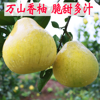 万山香柚当季水果小柚子雪峰甜柚