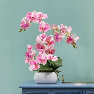 蝴蝶兰花苗带花剑带花苞盆栽兰花大苗客厅室内植物花卉四季好养活