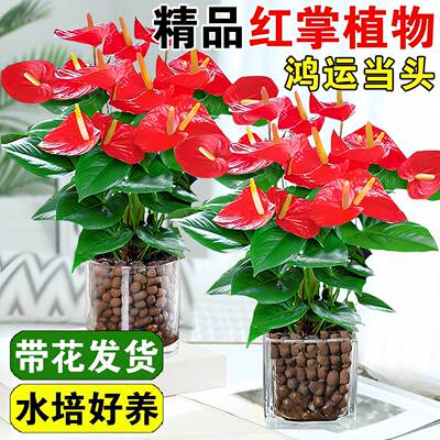 水培红掌盆栽带花鸿运当头一帆风顺易活四季开花卉绿植物室内好养