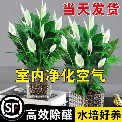 【吸除室内甲醛】白掌水培植物