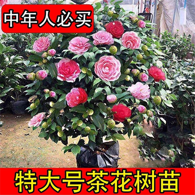 茶花树苗四季香妃五色赤丹山茶花