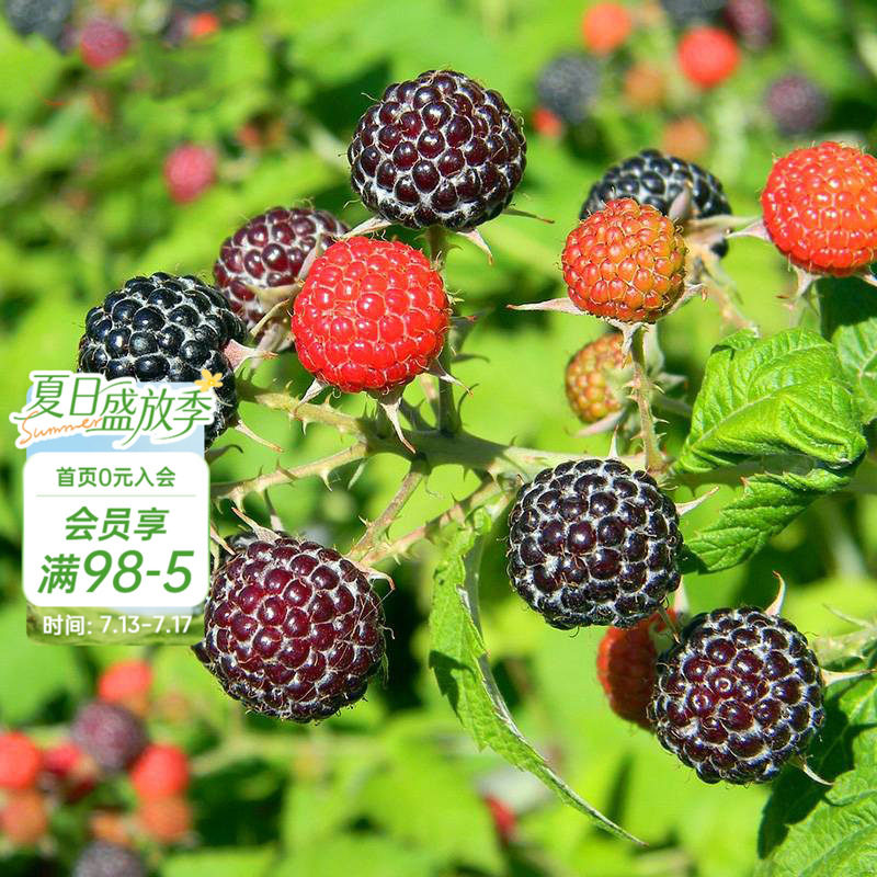 海蒂的花园旗舰店树莓盆栽金秋食用果树黑莓浆果耐寒庭院露台小苗