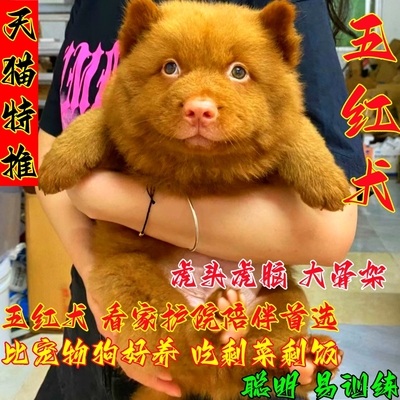 广西土猎犬中华田园犬潮汕五红犬五黑犬活体幼犬狗崽狗狗虎斑狗狗