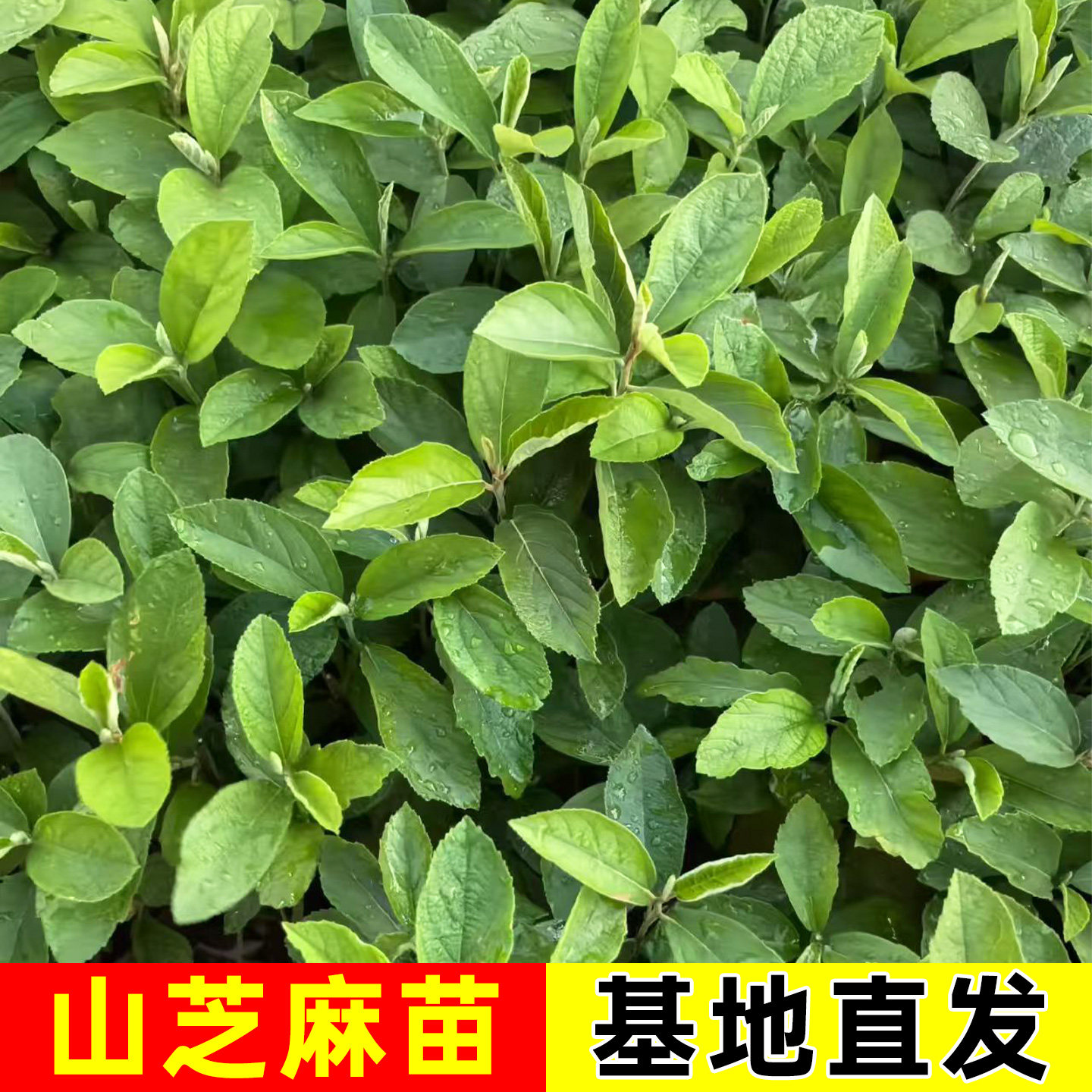 广西正宗山芝麻种子种苗假芝麻山油麻苦麻中草药材营养袋带土带叶