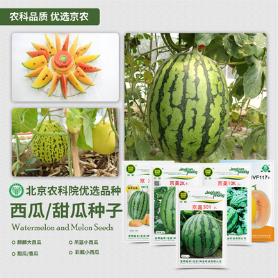 北京农科院西瓜种子吊篮瓜麒麟瓜