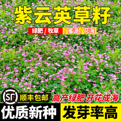 紫云英草籽红花草种子食用野菜种籽蜜源固氮果园绿肥牧草种子