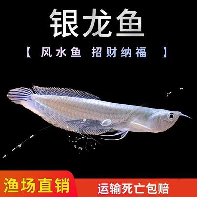 银龙鱼金龙鱼观赏鱼热带鱼淡水鱼