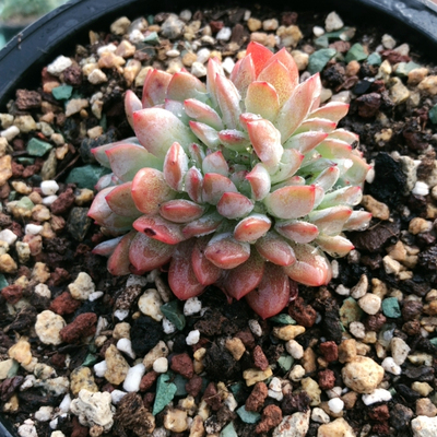 10222全明星缀