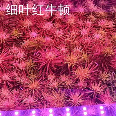 红色水草细叶红牛顿有茎阴性活体真水草鱼缸草缸造景