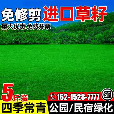 草坪草籽四季常青公园民宿绿化草