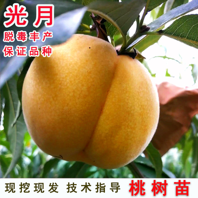 嫁接晚熟10月成黄桃树苗日