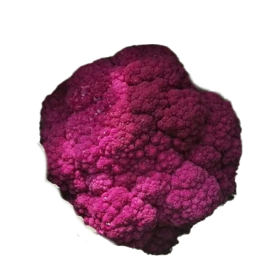 特色松花菜种籽秋季冬季家庭