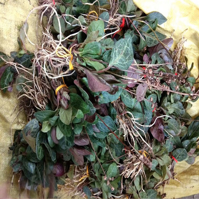 贵州中药材现挖鹿含草 新鲜鹿衔草 鹿蹄草 鹿寿草 紫背金牛草251g