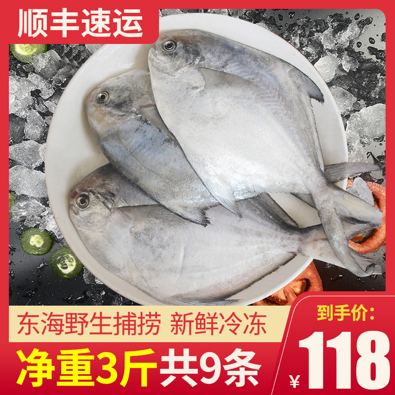 3斤9条海捕银鲳鱼新鲜冷冻白鲳鱼大昌鱼平鱼舟山宁波海鲜水产鲳鱼