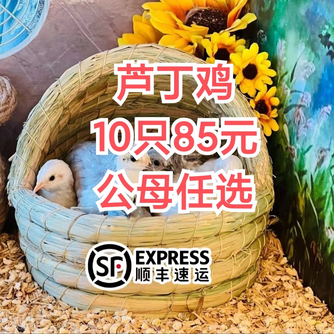 芦丁鸡活体50-60天成年下蛋鸡全色系幼鸡网红迷你观赏宠物鸡包邮