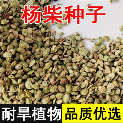 杨柴种子羊籽防风固沙漠植