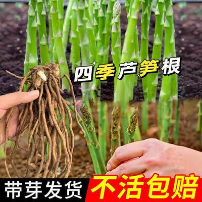Asparagus root seedlings, freshly dug, new asparagus seedli